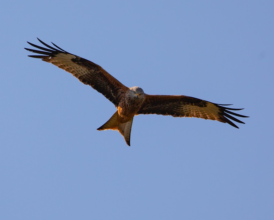 Red Kite Flying Soaring - Free photo on Pixabay