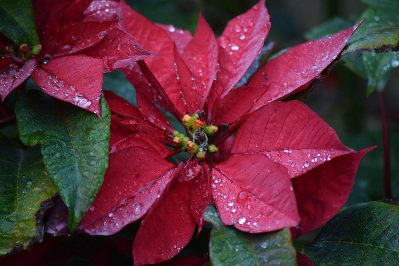 Flower Poinsettia Garden - Free photo on Pixabay - Pixabay