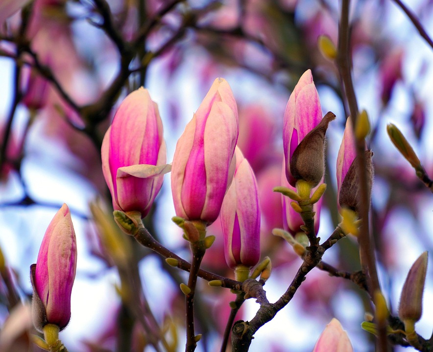 Magnolia Blossom Bloom - Free photo on Pixabay - Pixabay