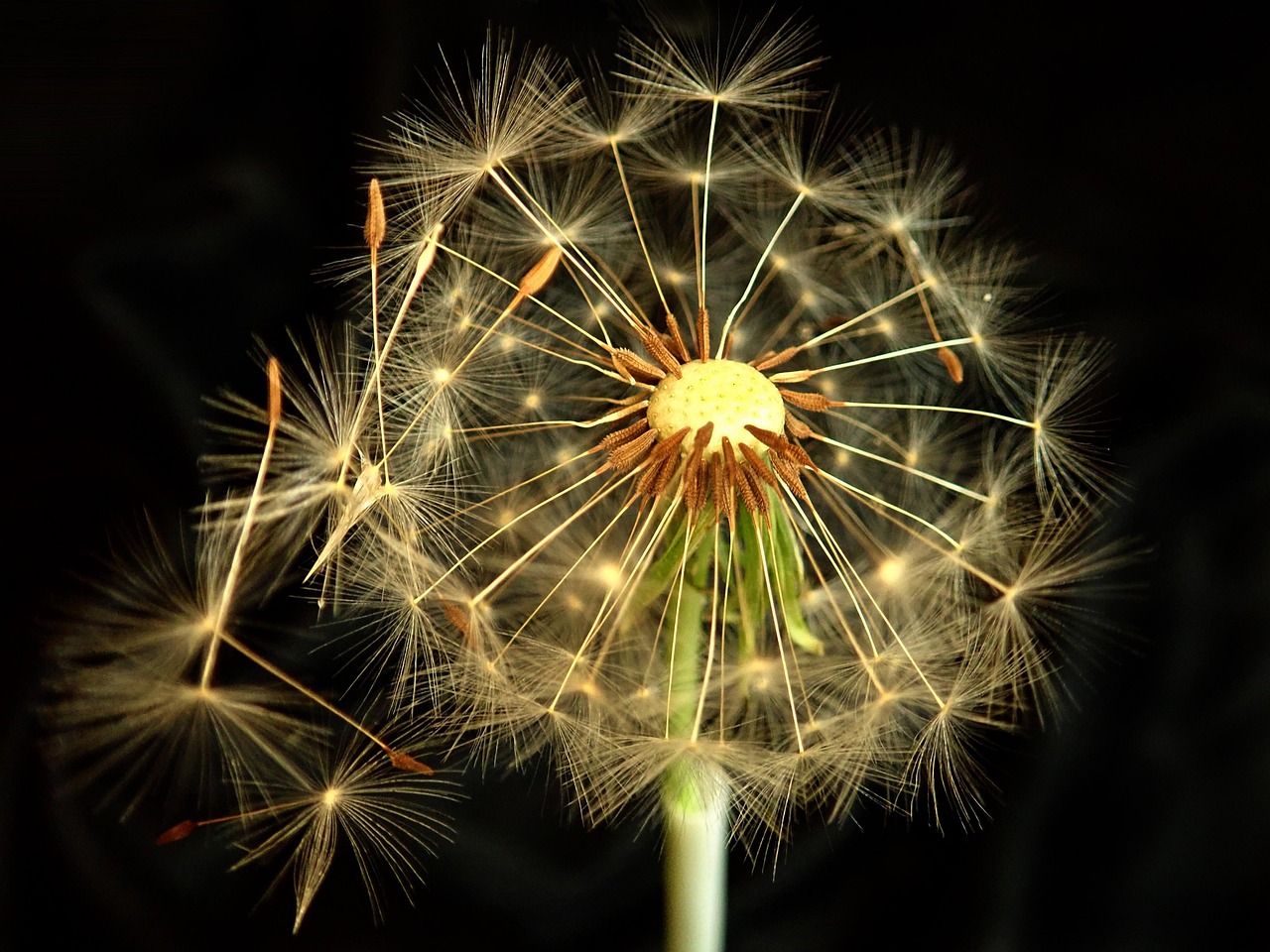6,000+ Free Dandelion Blowing & Dandelion Images - Pixabay
