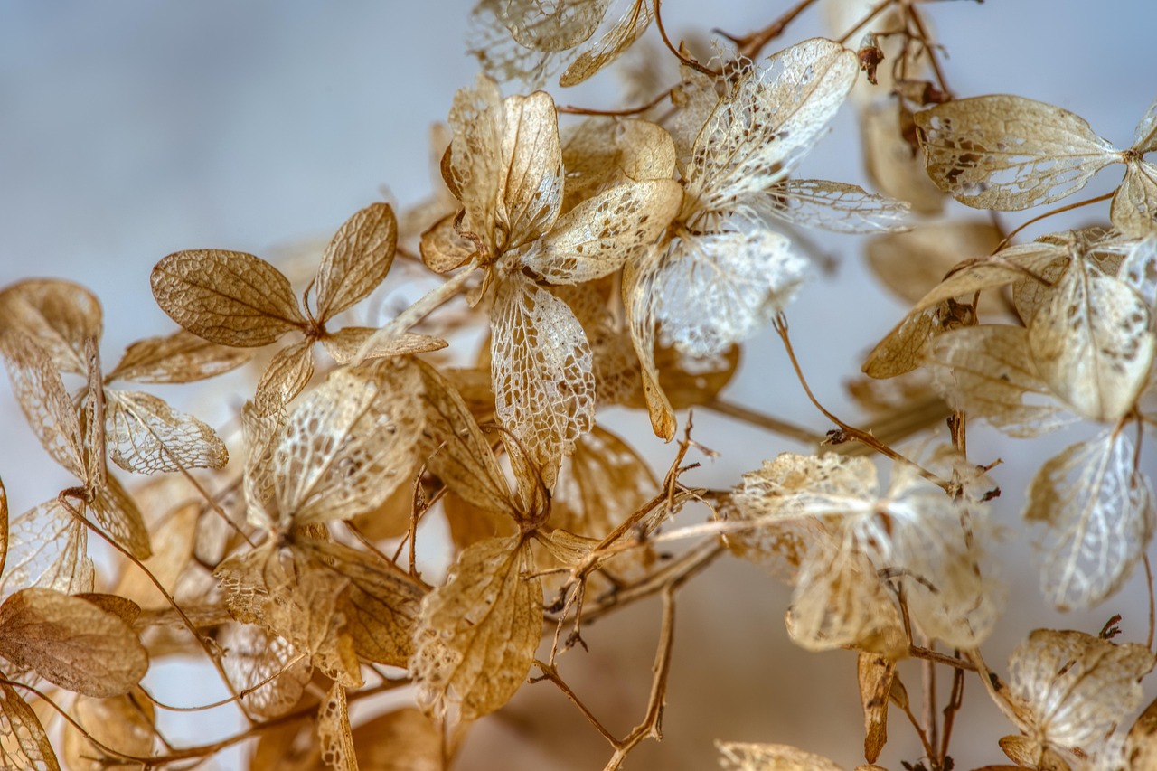 400,000+ Free Beige Flowers & Beige Images - Pixabay