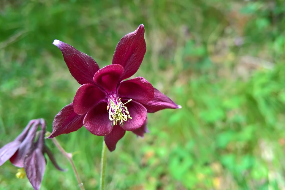 Aquilegia Columbine Flor - Foto gratis en Pixabay - Pixabay