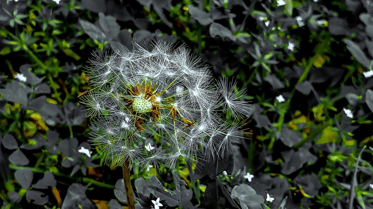 Dandelion Spring - Free photo on Pixabay