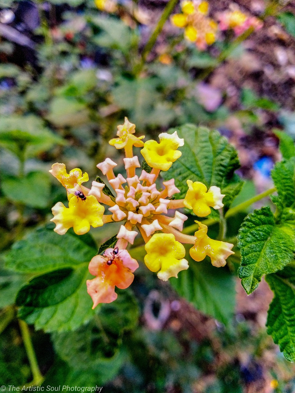 Natureza Jardim Flores - Foto gratuita no Pixabay - Pixabay