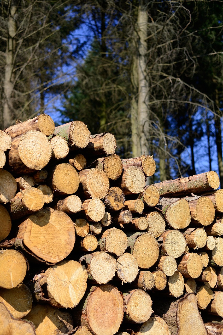 Madera Bosque Muerte Regresiva Del - Foto gratis en Pixabay - Pixabay