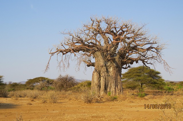 バオバブの木 アフリカ - Pixabayの無料写真 - Pixabay