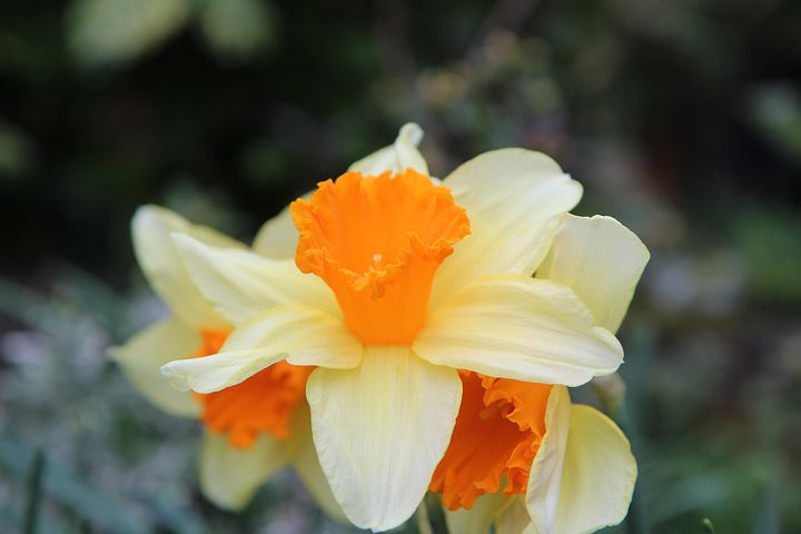 40+ Free Narcissus Bulb & Narcissus Photos - Pixabay