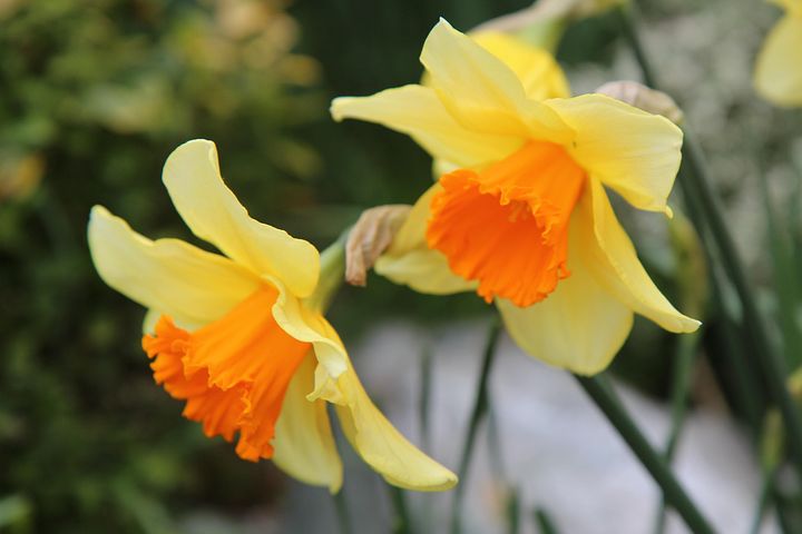 40+ Free Narcissus Bulb & Narcissus Photos - Pixabay