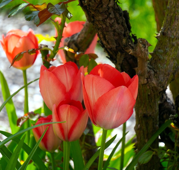 Tulip Blossom Bloom - Free photo on Pixabay