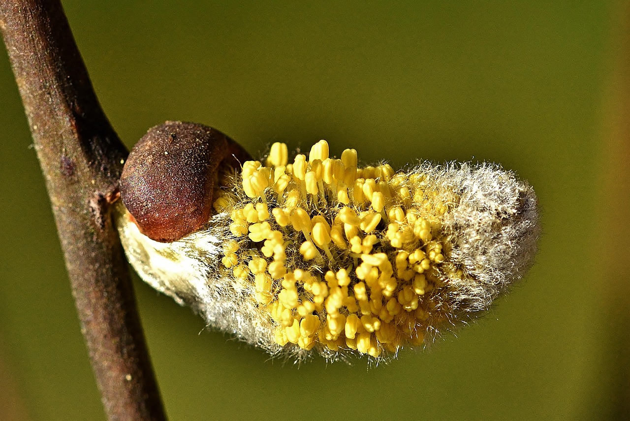 Nature Willow Catkin Close Up - Free photo on Pixabay