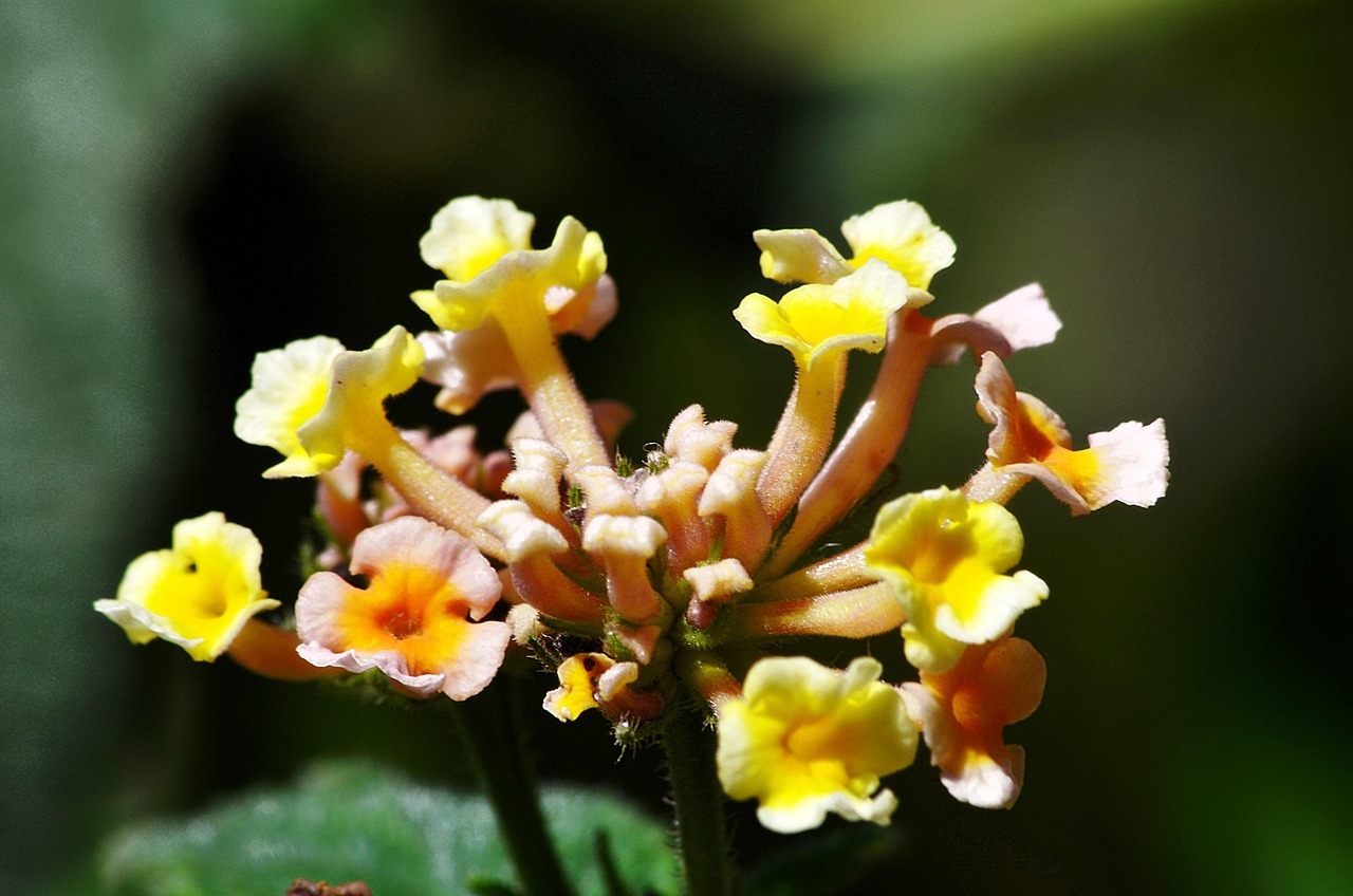 Flor Jardim Primavera - Foto gratuita no Pixabay - Pixabay