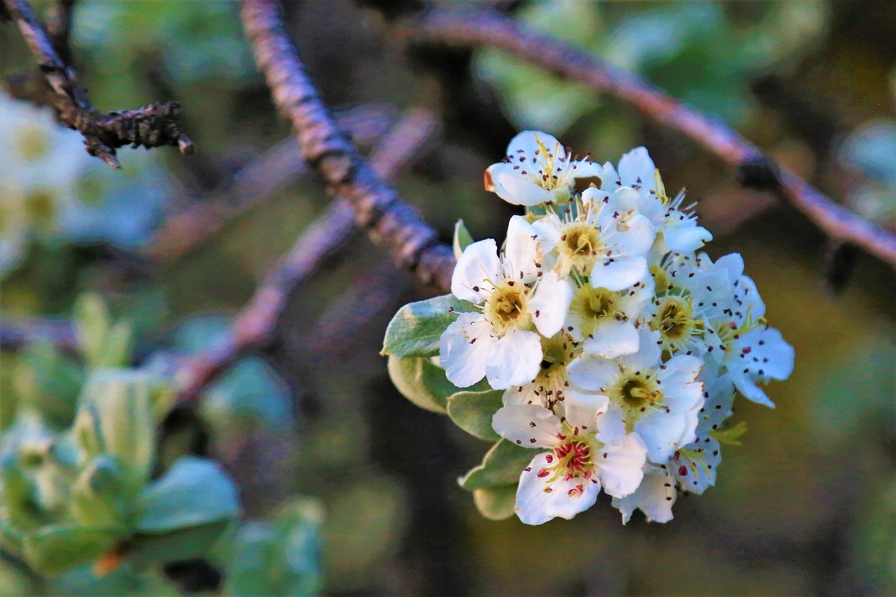 Flowers Spring Nature - Free photo on Pixabay