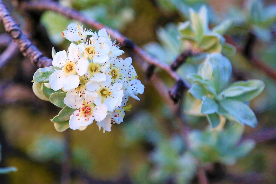 Flowers Spring Nature - Free photo on Pixabay - Pixabay