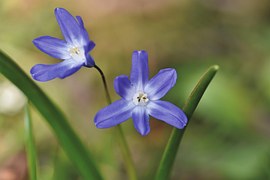 Scilla Blue Star Blossom - Free photo on Pixabay