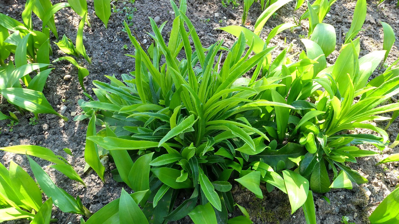 Plants Green Spring - Free photo on Pixabay - Pixabay