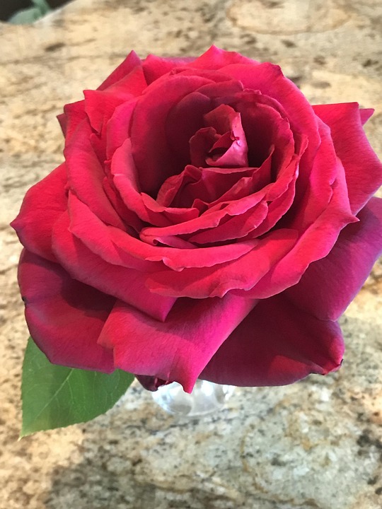 Rose Blüte Romantik - Kostenloses Foto auf Pixabay - Pixabay