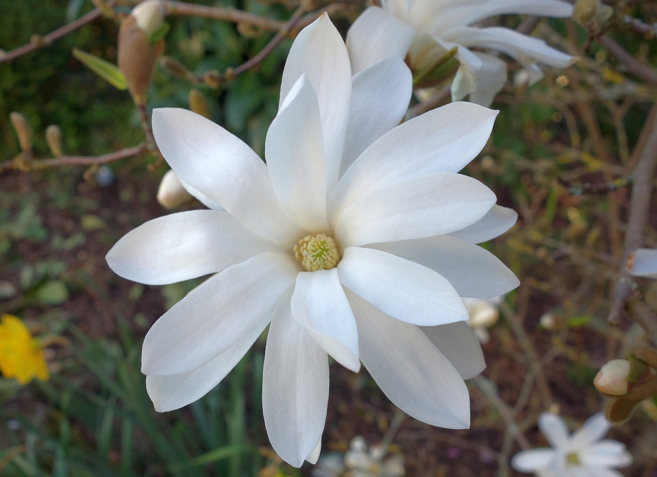 Magnolia Blossom Bloom - Free photo on Pixabay