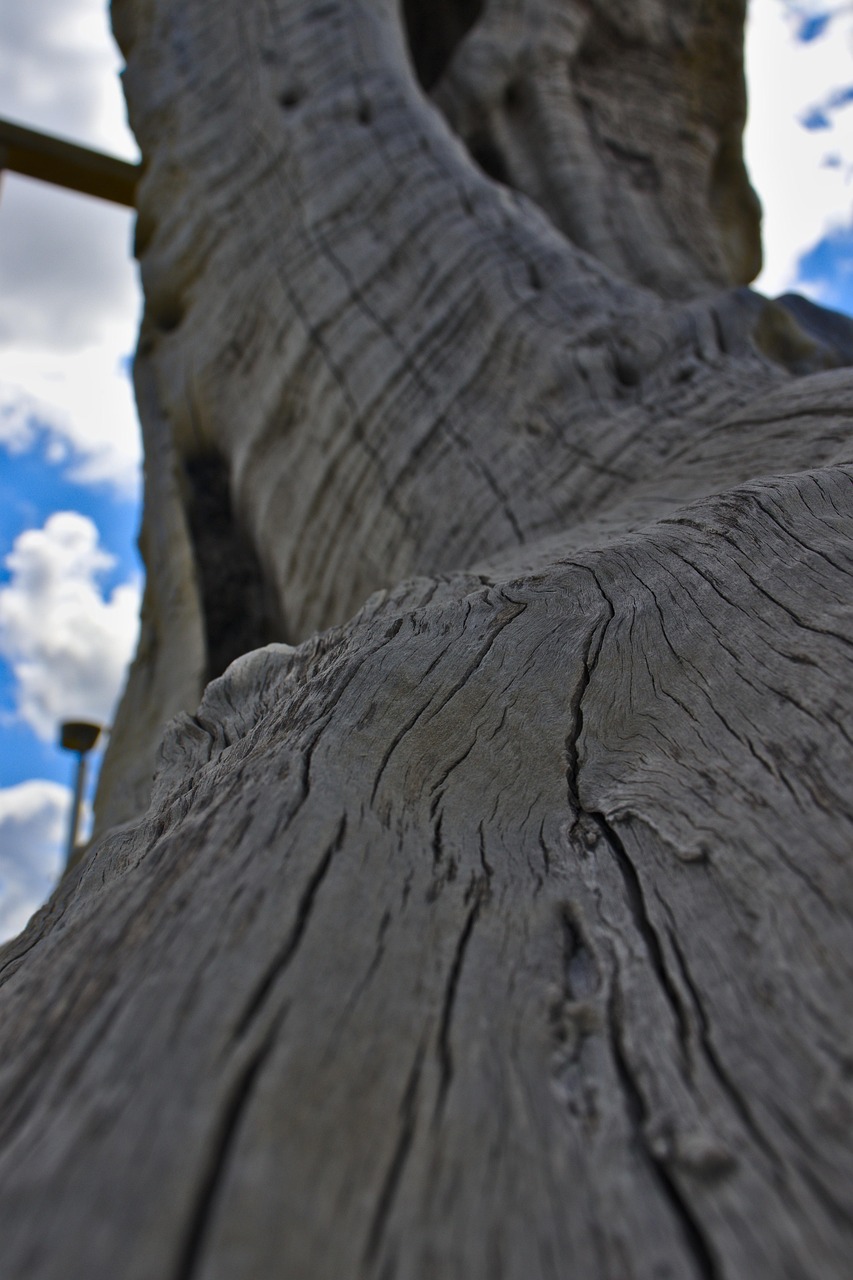 Bois Sec Tronc - Photo gratuite sur Pixabay - Pixabay