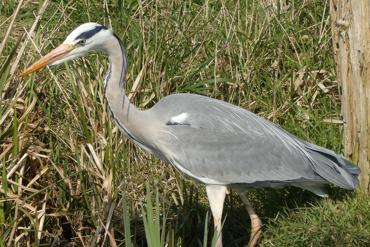 Heron Bird Ditch - Free photo on Pixabay - Pixabay