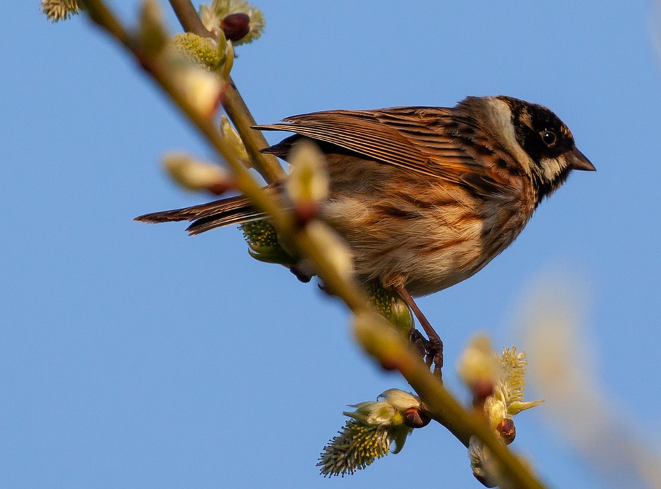 Male Reed Bunting - Free photo on Pixabay