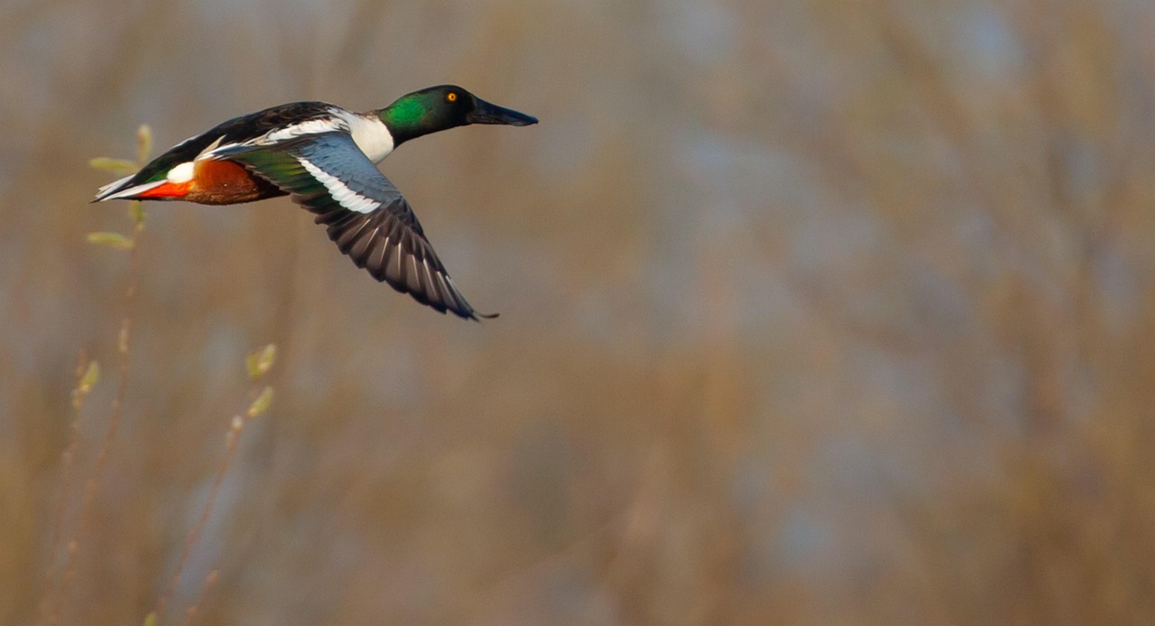 20,000+ Free Flying Ducks & Duck Images - Pixabay
