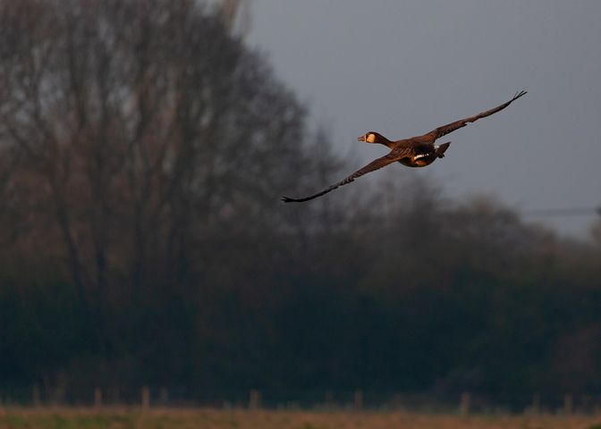 30+ Free Geese In Flight & Geese Images