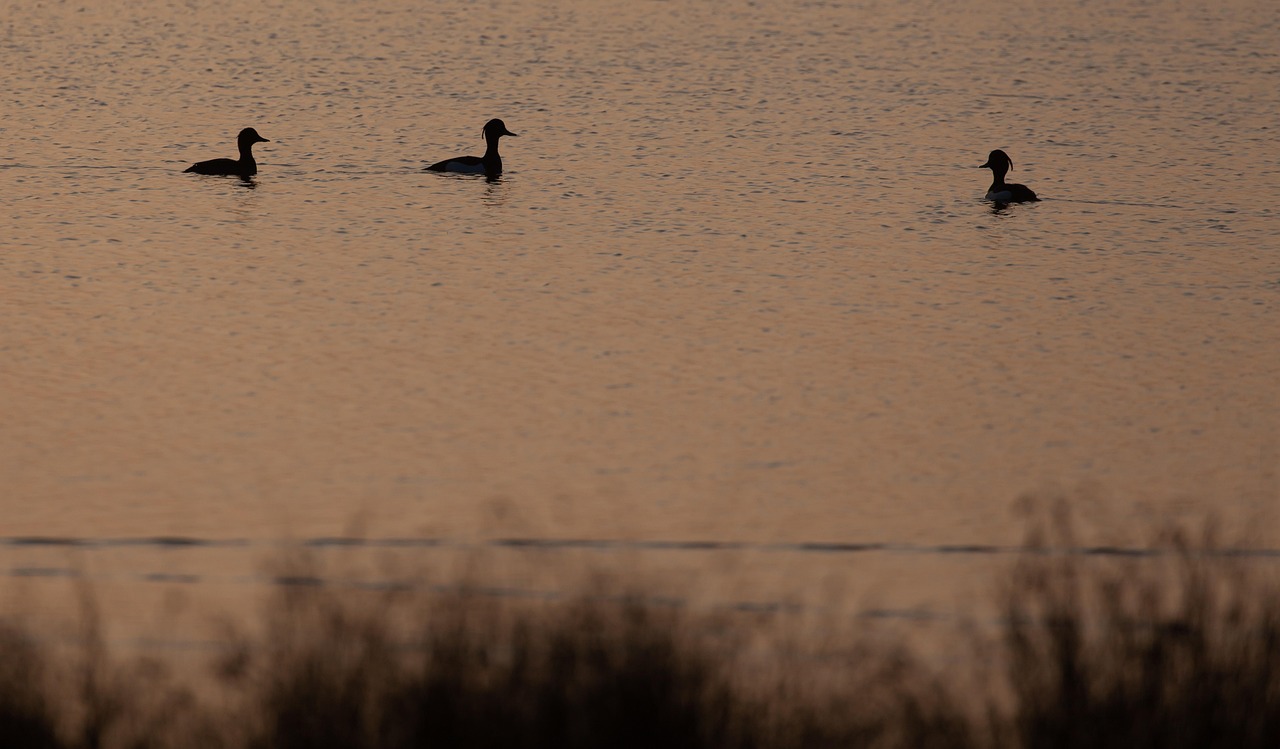 Tuffted Patos Aves Acuáticas - Foto gratis en Pixabay - Pixabay