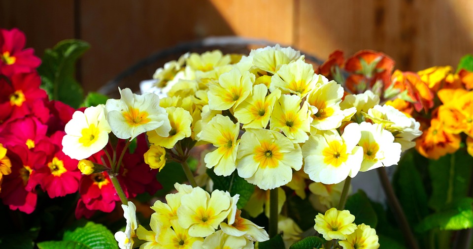 Primroses Flower Blossom - Free photo on Pixabay - Pixabay