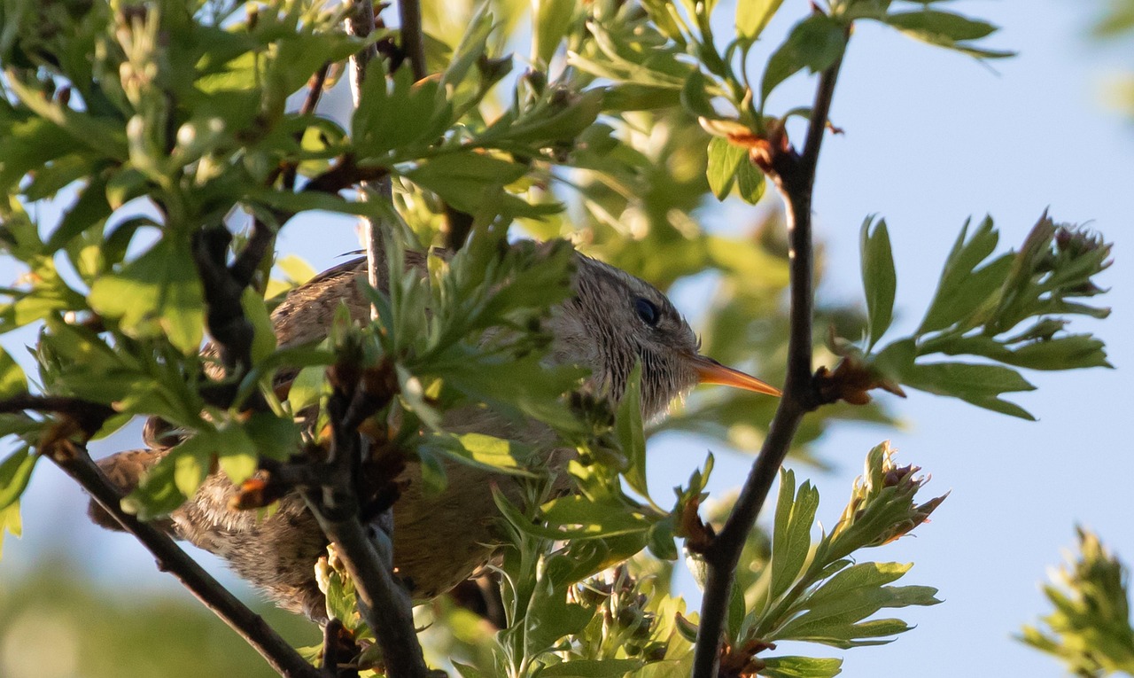400+ Free Wren & Nature Images - Pixabay