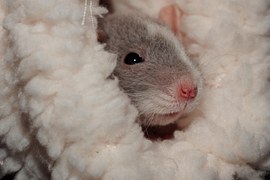 Baby Rat Dwarf Color - Free photo on Pixabay