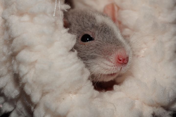 500+ Free Rat & Mouse Photos - Pixabay