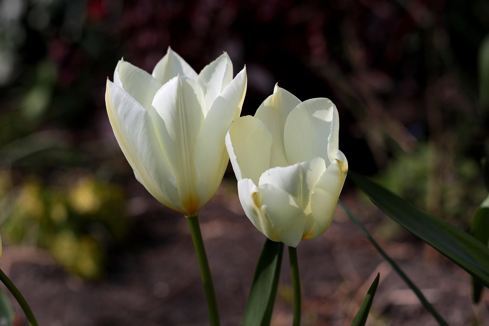 Tulipa Fosteriana Purissima Tulipe - Photo gratuite sur Pixabay