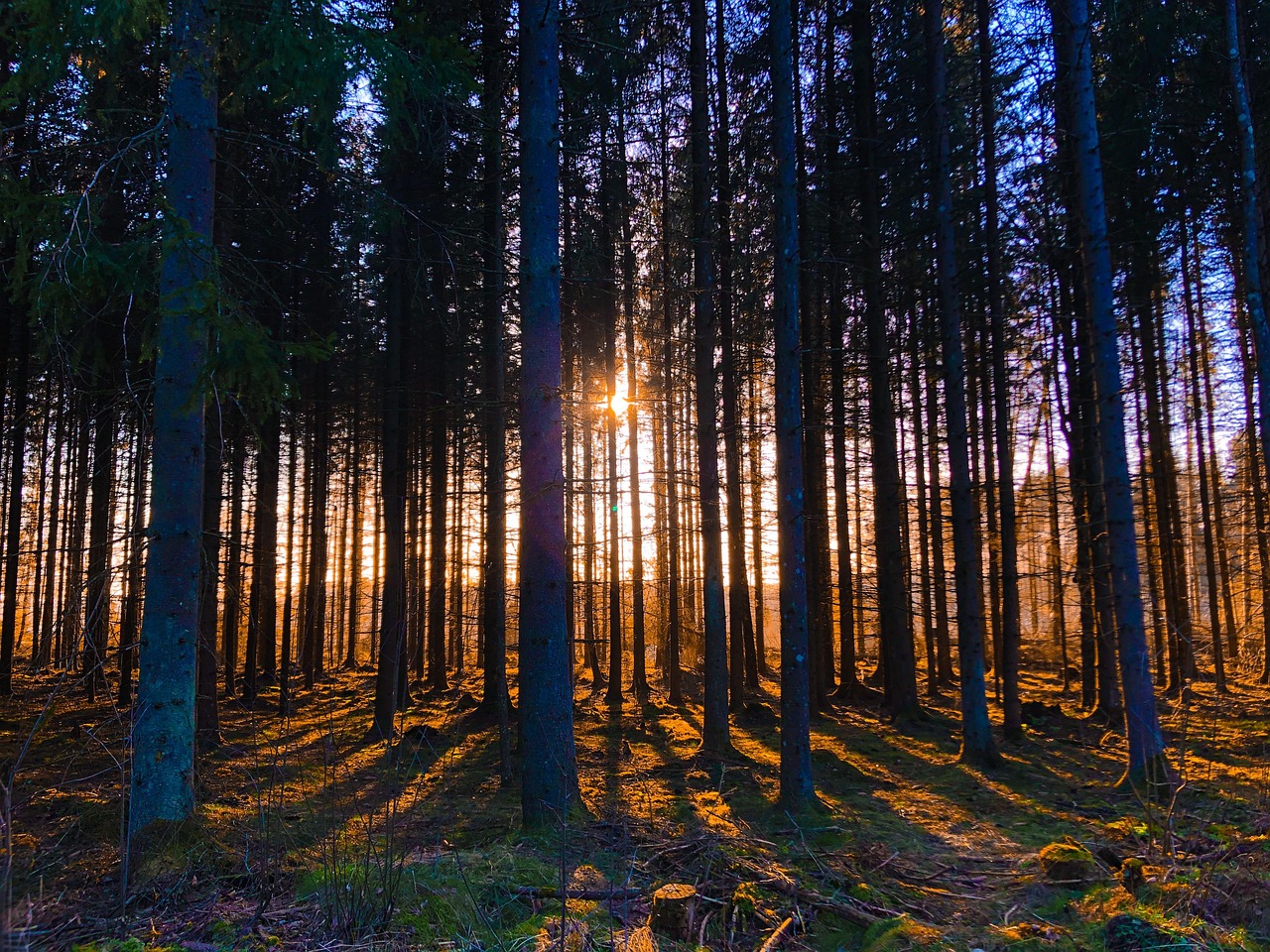 The Nature Of Forest - Free photo on Pixabay