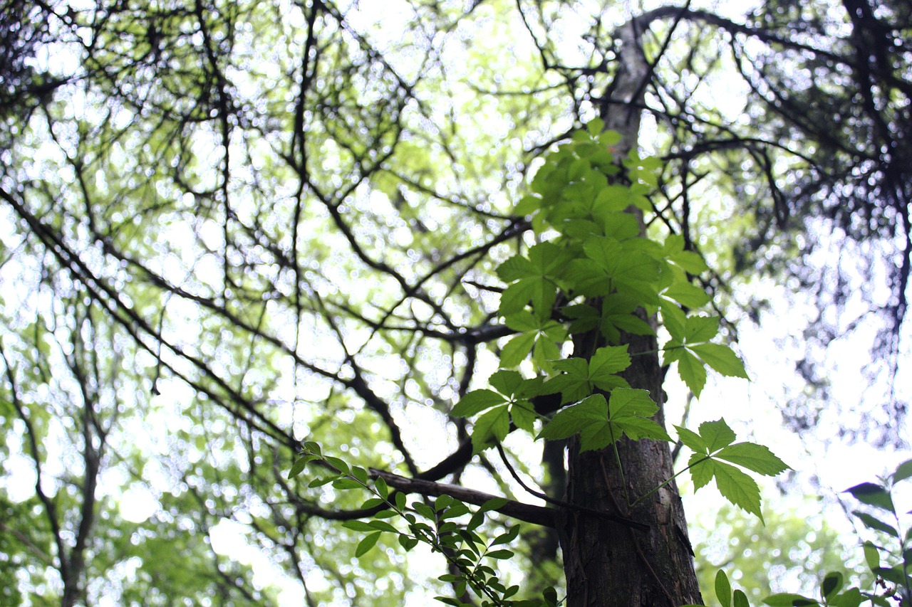 Leaves Tall Tree Forest - Free photo on Pixabay - Pixabay