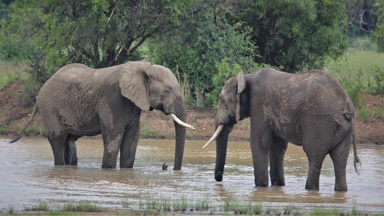 African Elephants Stare Touch - Free photo on Pixabay - Pixabay