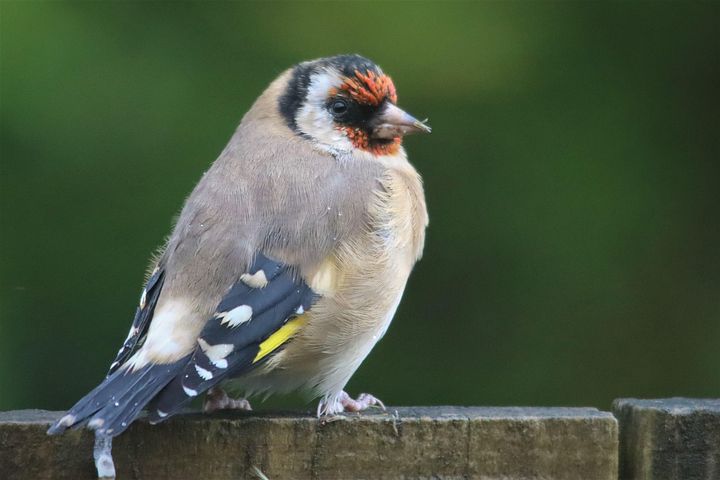 20+ Free European Goldfinch & Bird Images - Pixabay