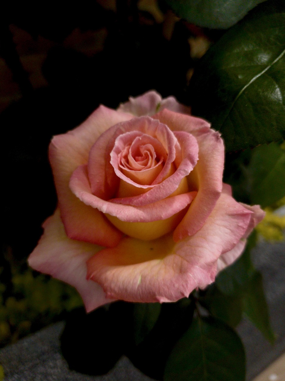 Fleur Rose Romantique - Photo gratuite sur Pixabay - Pixabay