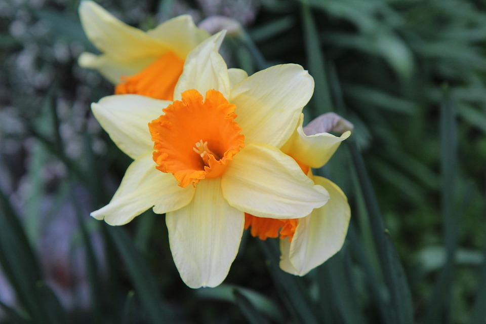 Narcissus Bi-Color - Free photo on Pixabay