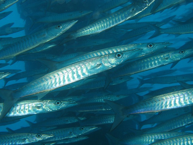 Barracudas Sipadan - Photo gratuite sur Pixabay - Pixabay