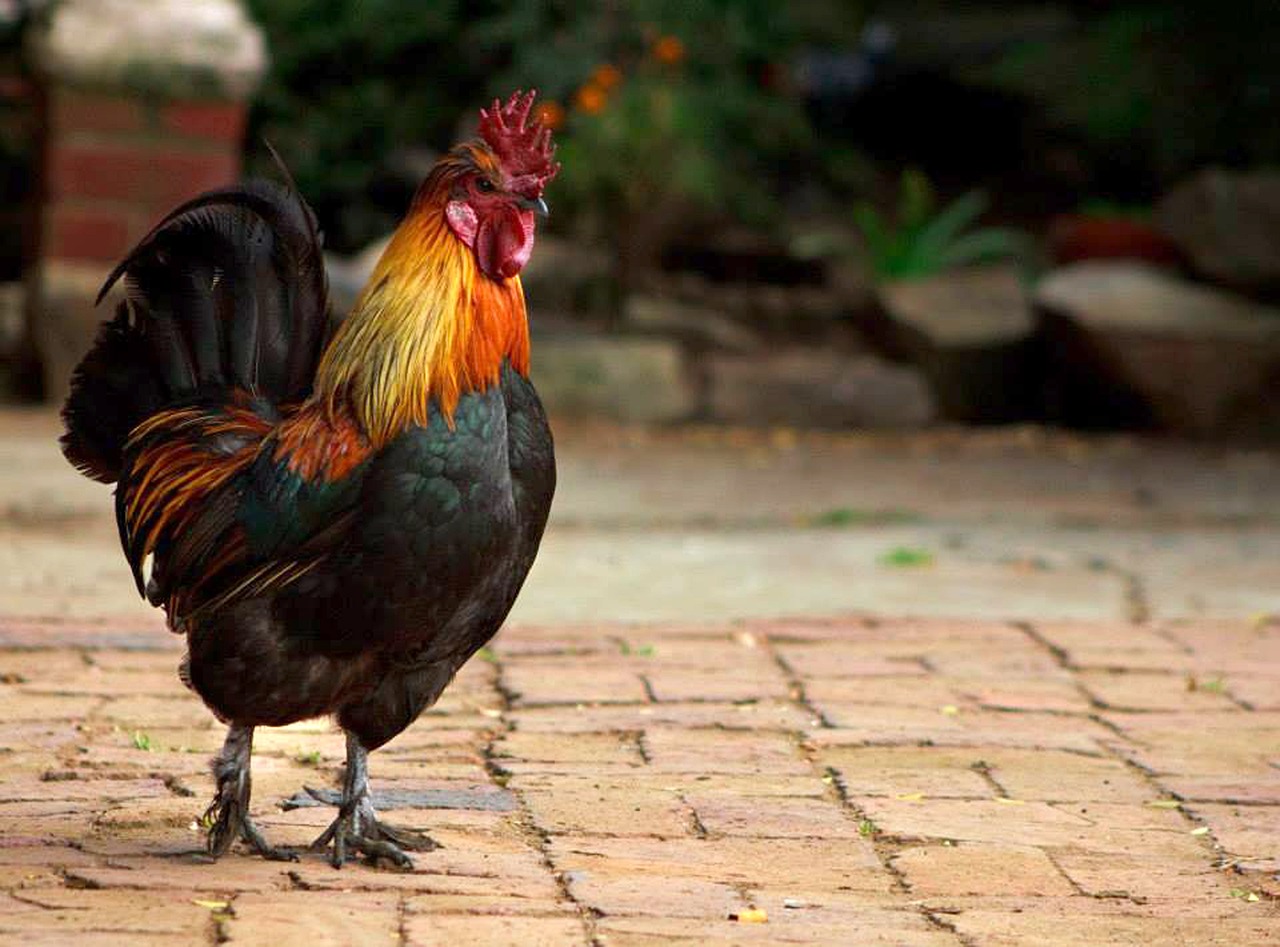 Rooster Farm Life Nature - Free photo on Pixabay - Pixabay