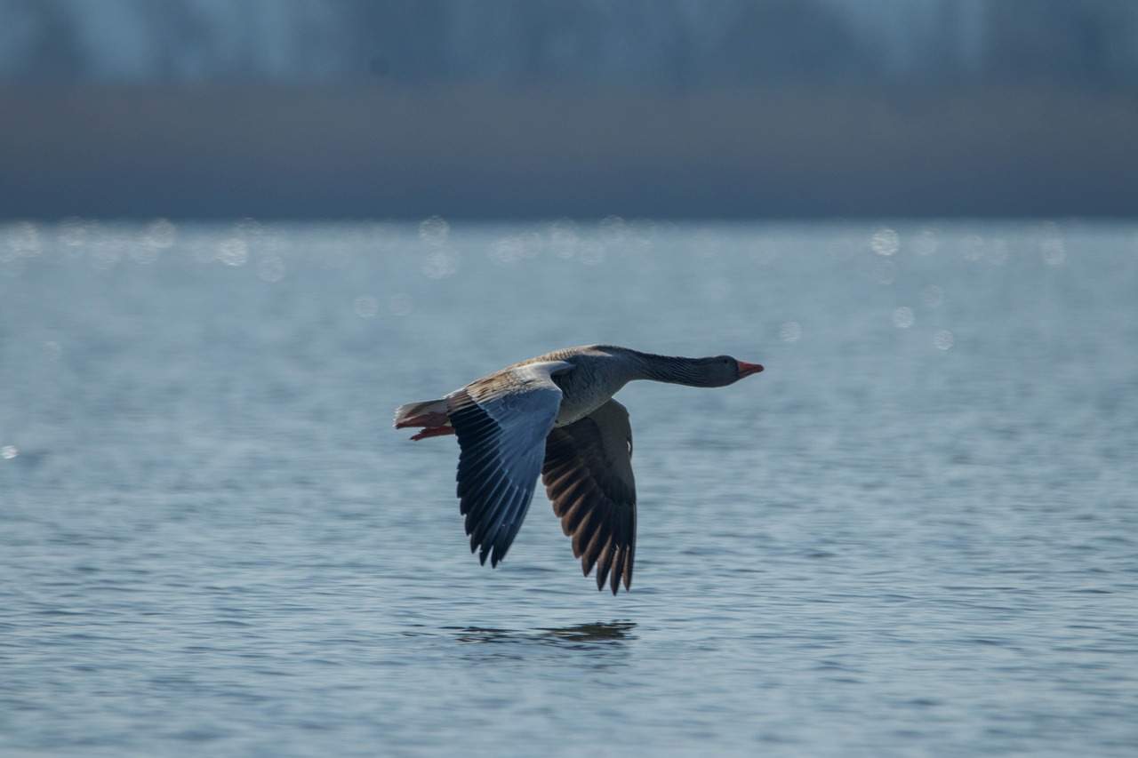 Flight Goose Wing - Free photo on Pixabay - Pixabay
