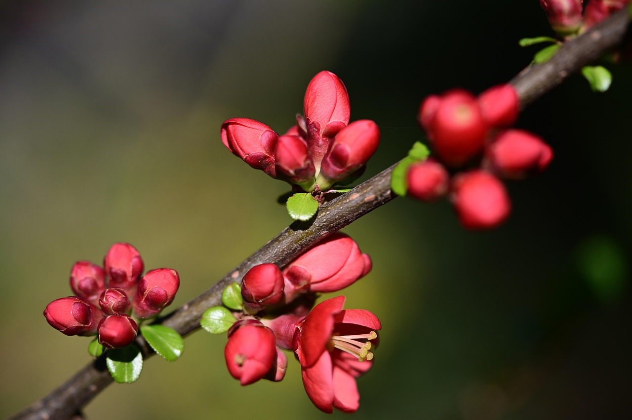 Membrillo Ornamental Rojo Arbusto - Foto gratis en Pixabay - Pixabay