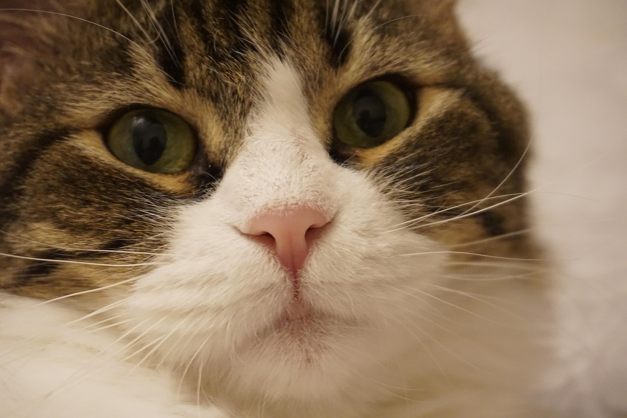 50,000+ Free Shocked Cat & Cat Images - Pixabay