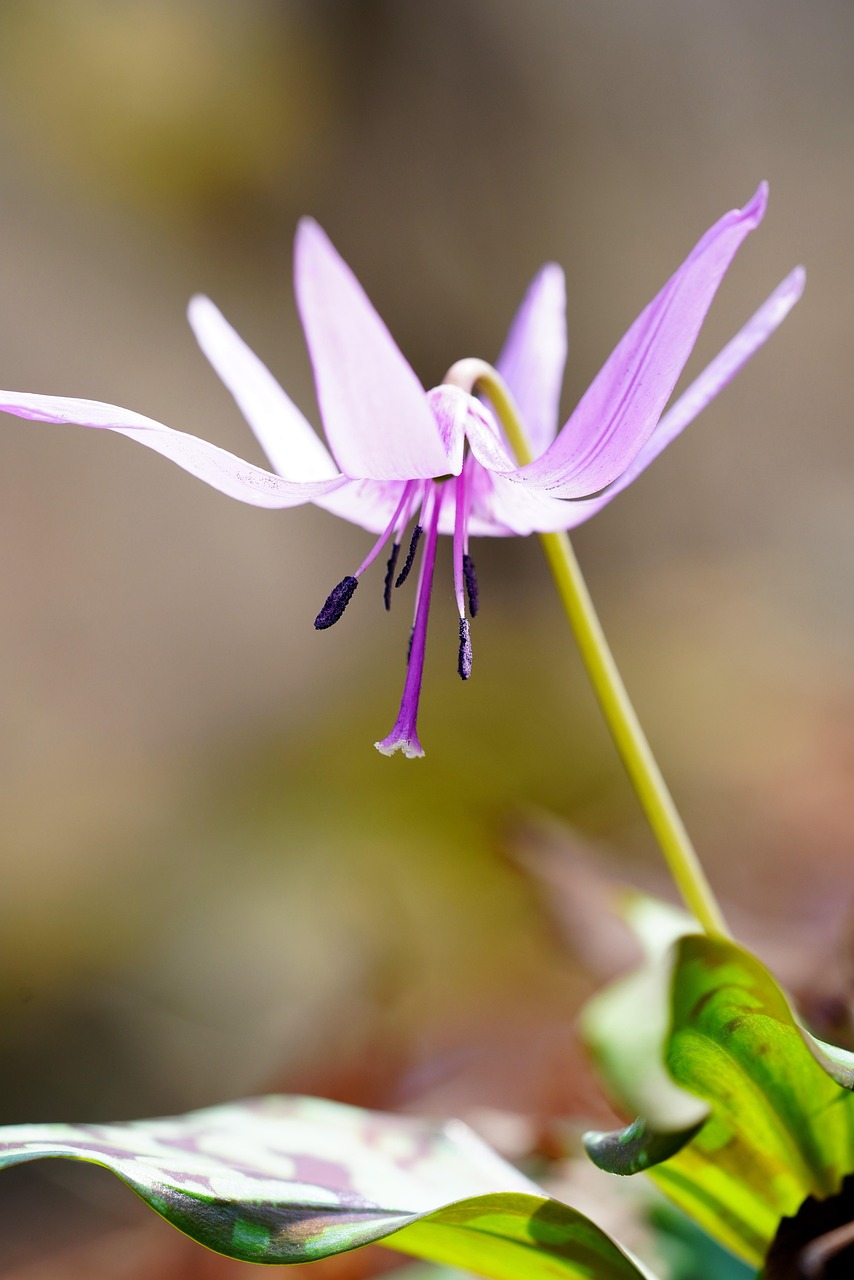 Flower How Do Purple - Free photo on Pixabay - Pixabay