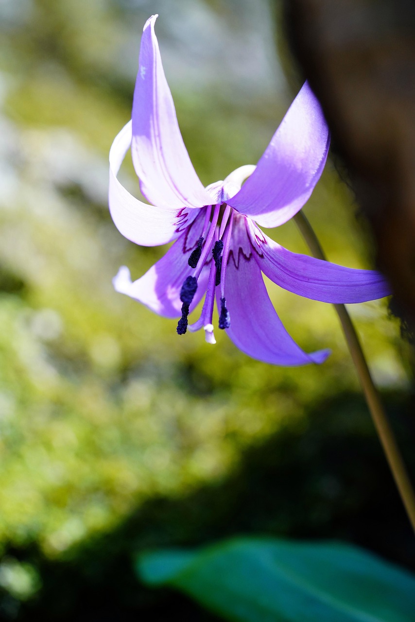 Flower How Do Purple - Free photo on Pixabay - Pixabay