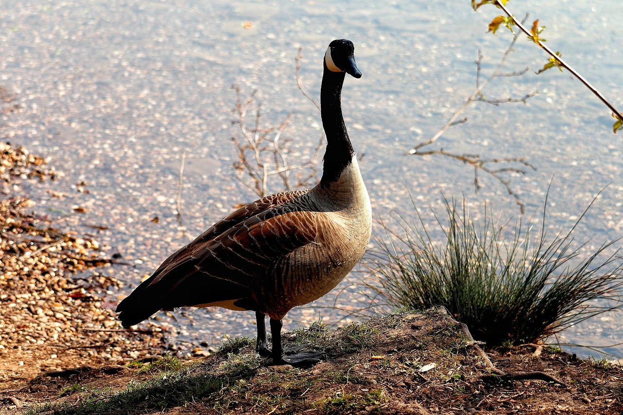 Ganso Animal Lago Margem Do - Foto gratuita no Pixabay - Pixabay