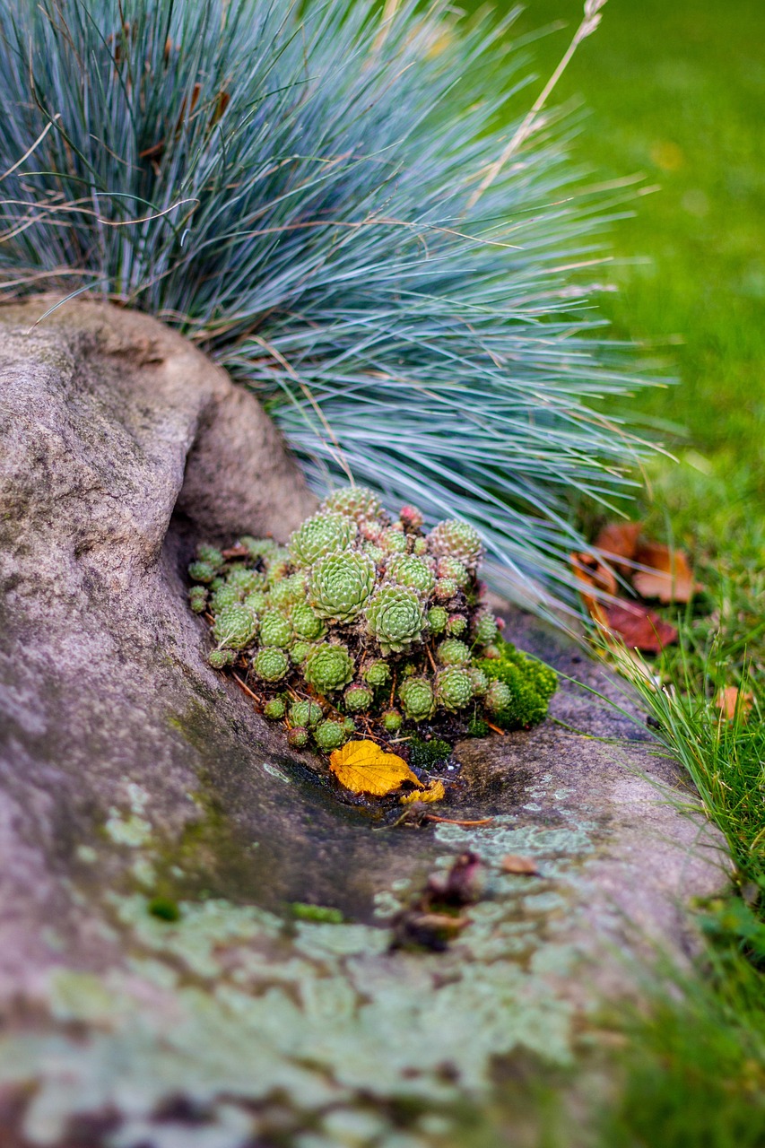 Pflanze Blume Felsen - Kostenloses Foto auf Pixabay - Pixabay