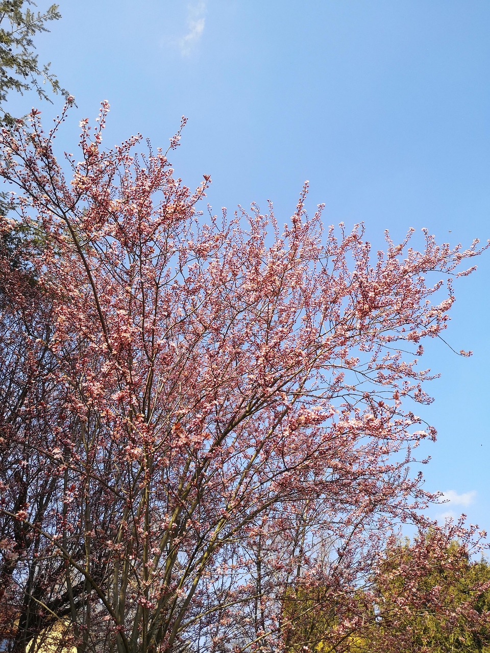 Flor De Cereza Árbol Sol Cielo - Foto gratis en Pixabay - Pixabay