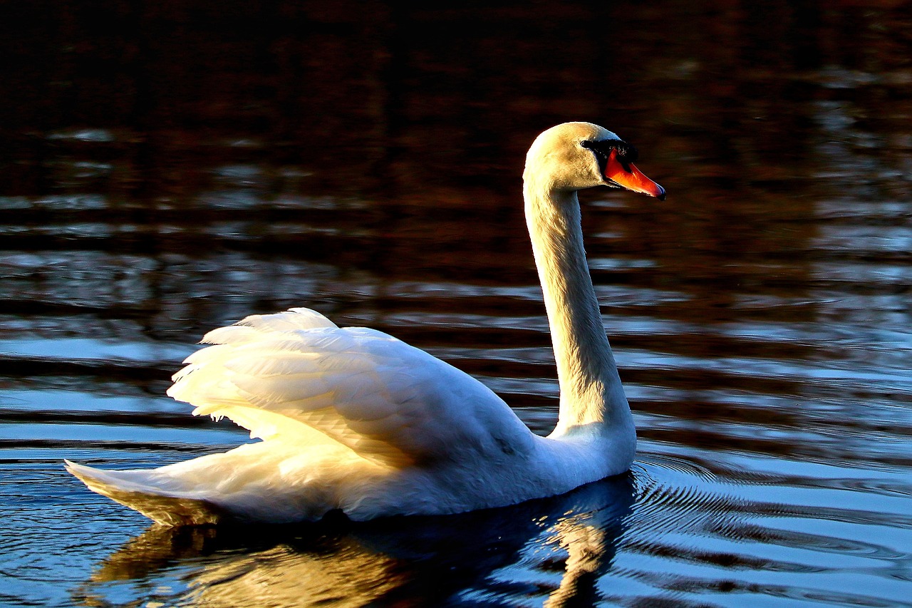 Cisne Animal Natureza - Foto gratuita no Pixabay - Pixabay