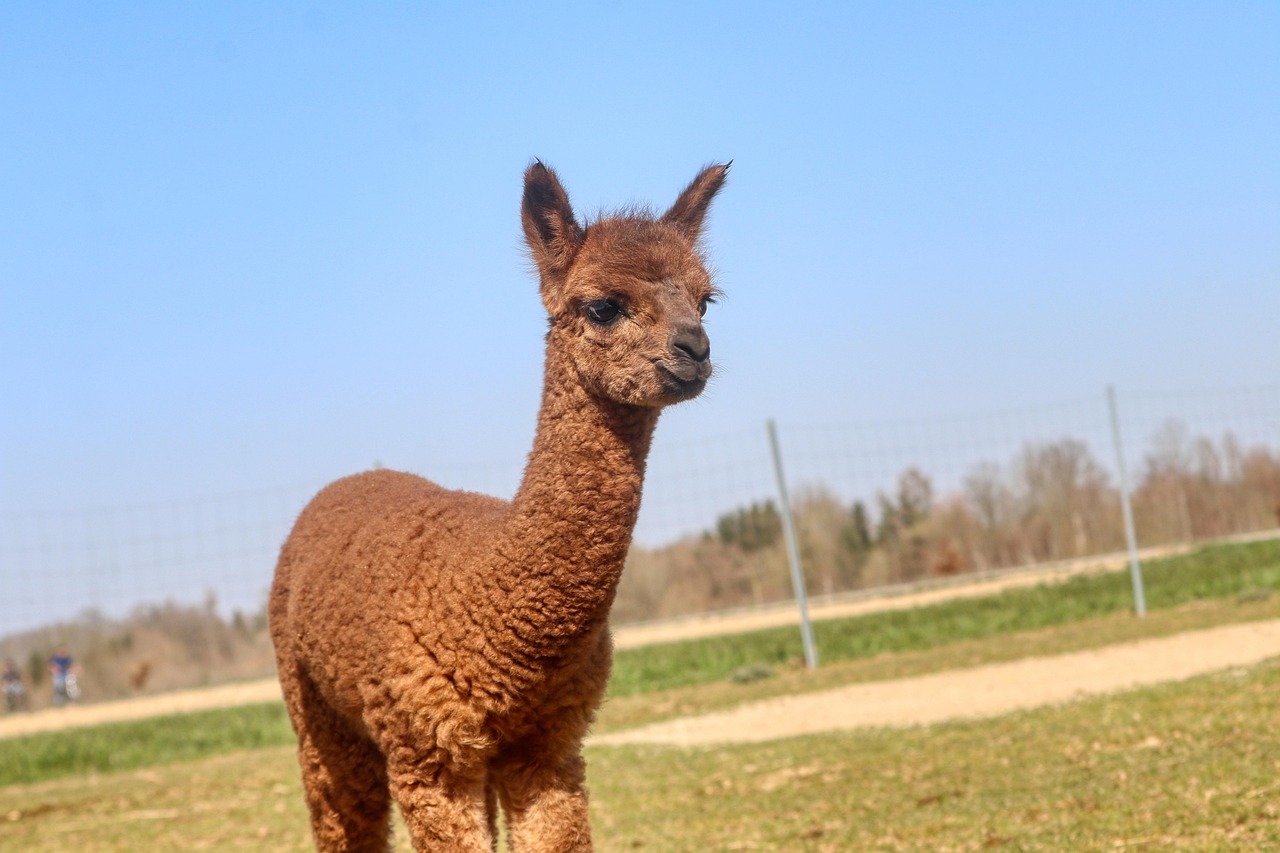 900+ kostenlose Alpaca und Alpaka-Bilder - Pixabay